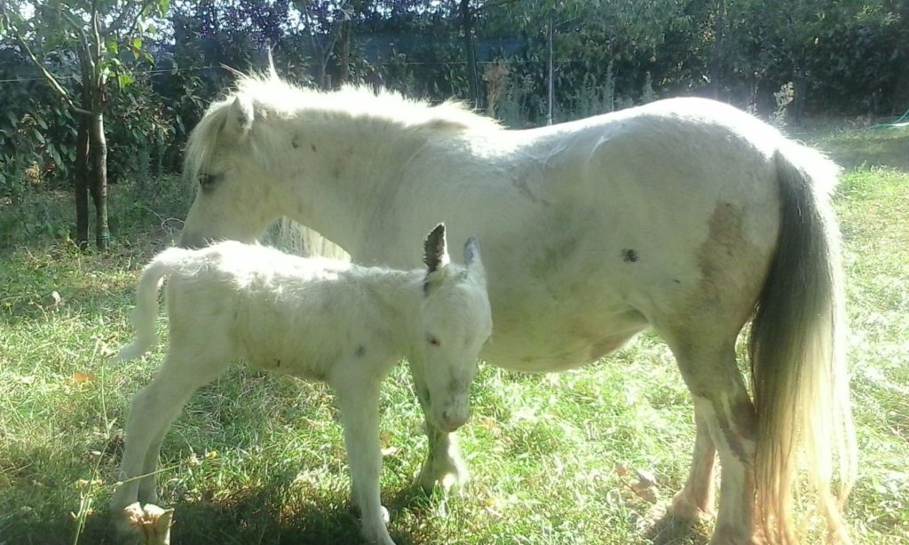 Nata Biancaneve, una mini mula Albina