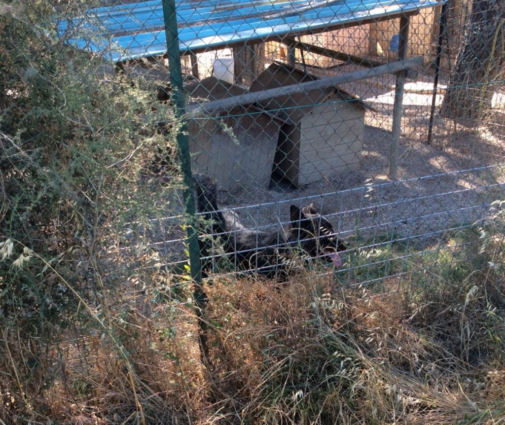 Canile di Perugia, Mori e Arcudi rispondono a Leonardi