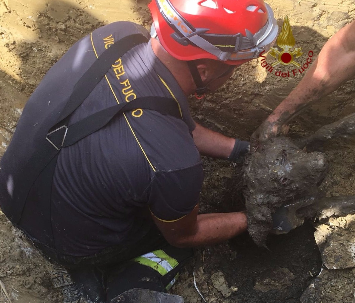 Incendio e recupero cani finiti attività dei Vigili del fuoco nel ...