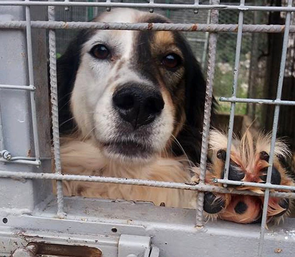 Carenze strutturali al canile di Monte Argento, stop agli ingressi