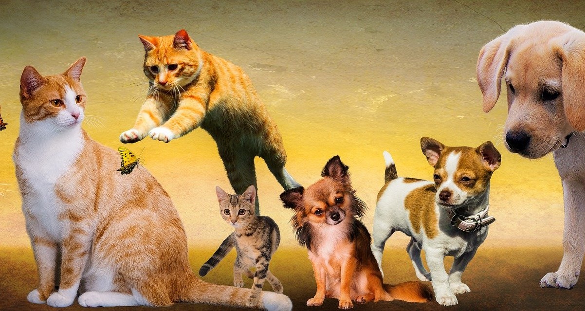Nasce a Perugia Dog Smile primo social network dedicato agli animale