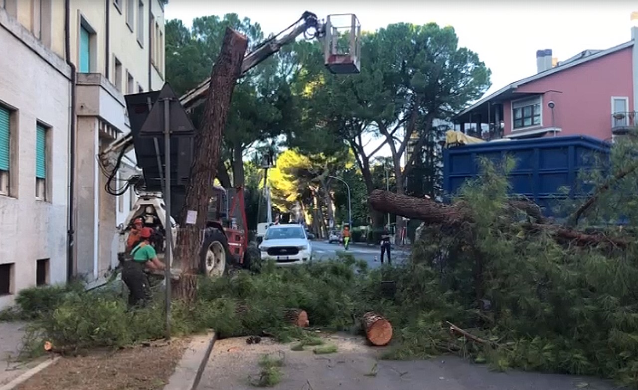 Abbattimento pini Terni, Procuratore Liguori, niente sequestro
