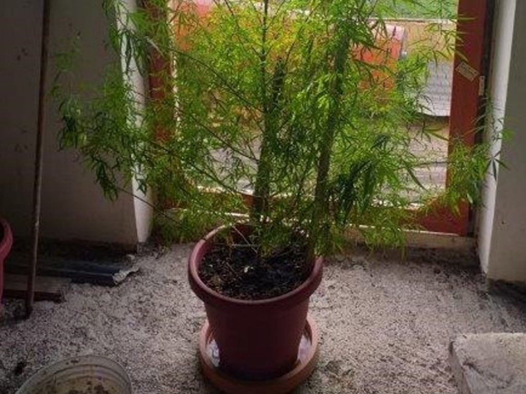 Pianta di canapa indiana sequestrata dai carabinieri di Amelia