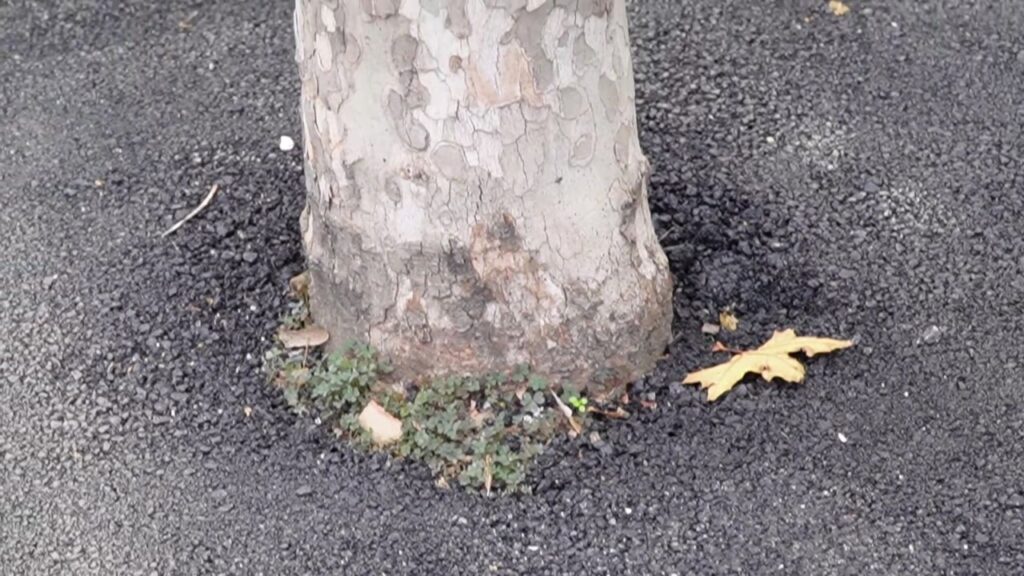 Bastia è il comune più cementificato, alberi coperti di catrame