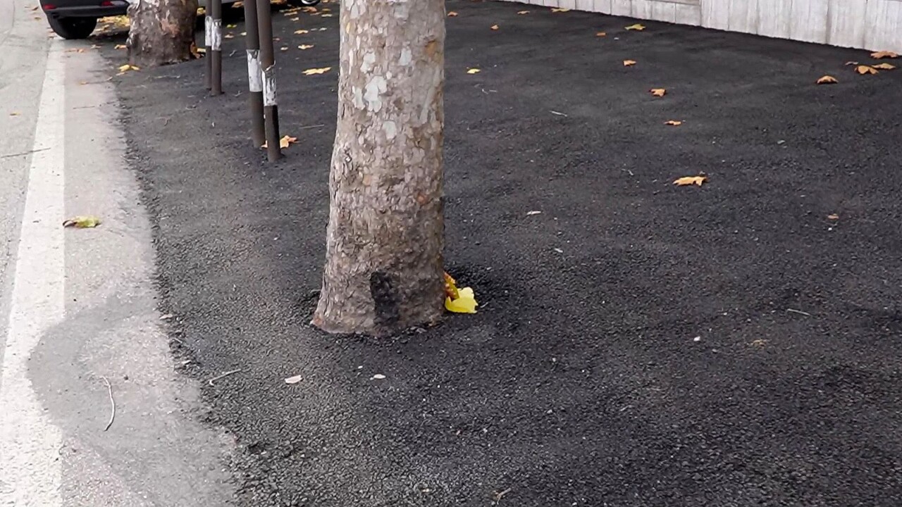 Bastia è il comune più cementificato, alberi coperti di catrame