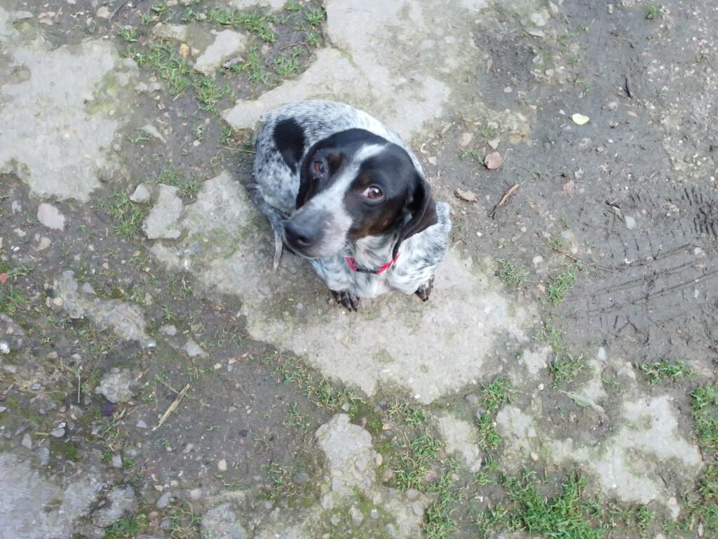 Lea evita il canile e diventa campionessa di tartufi