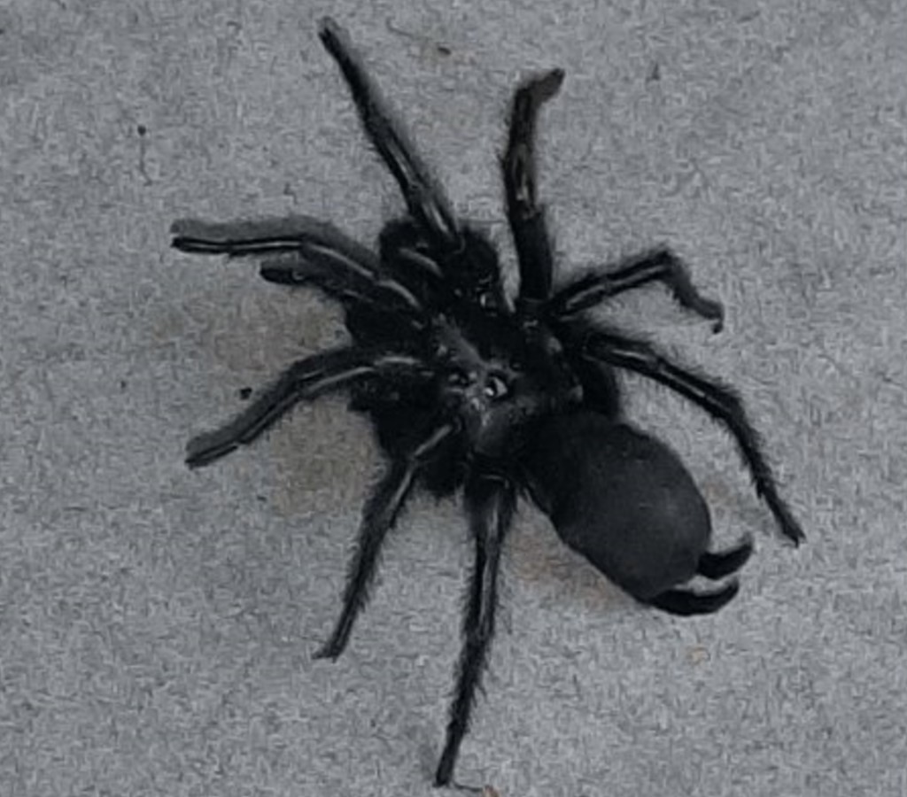 Il ragno gigante Macrothele Calpeiana si presenta nel garage