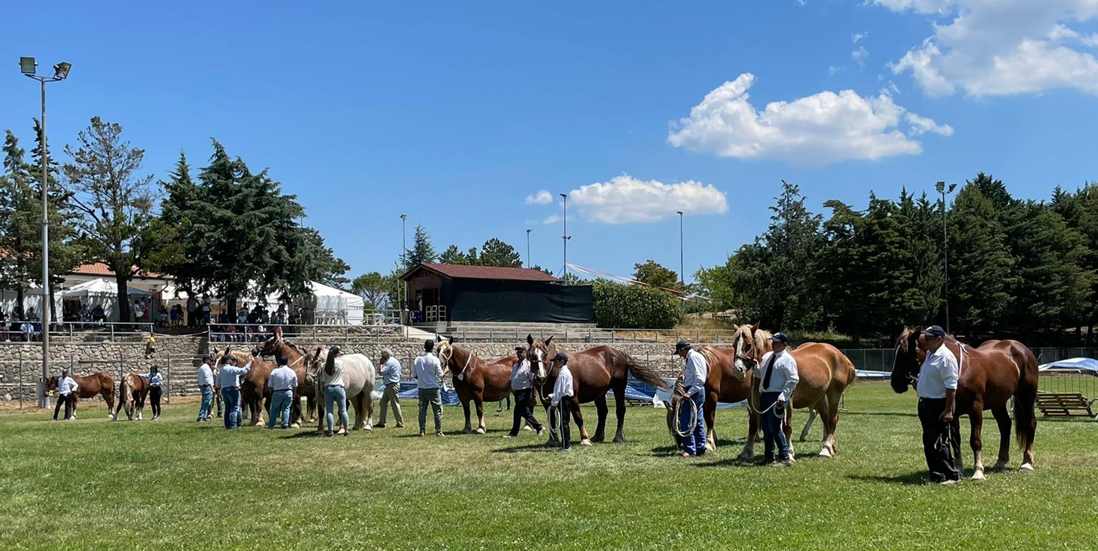 Allevamento Cavallo Tpr appuntamento a Fraticciola Selvatica