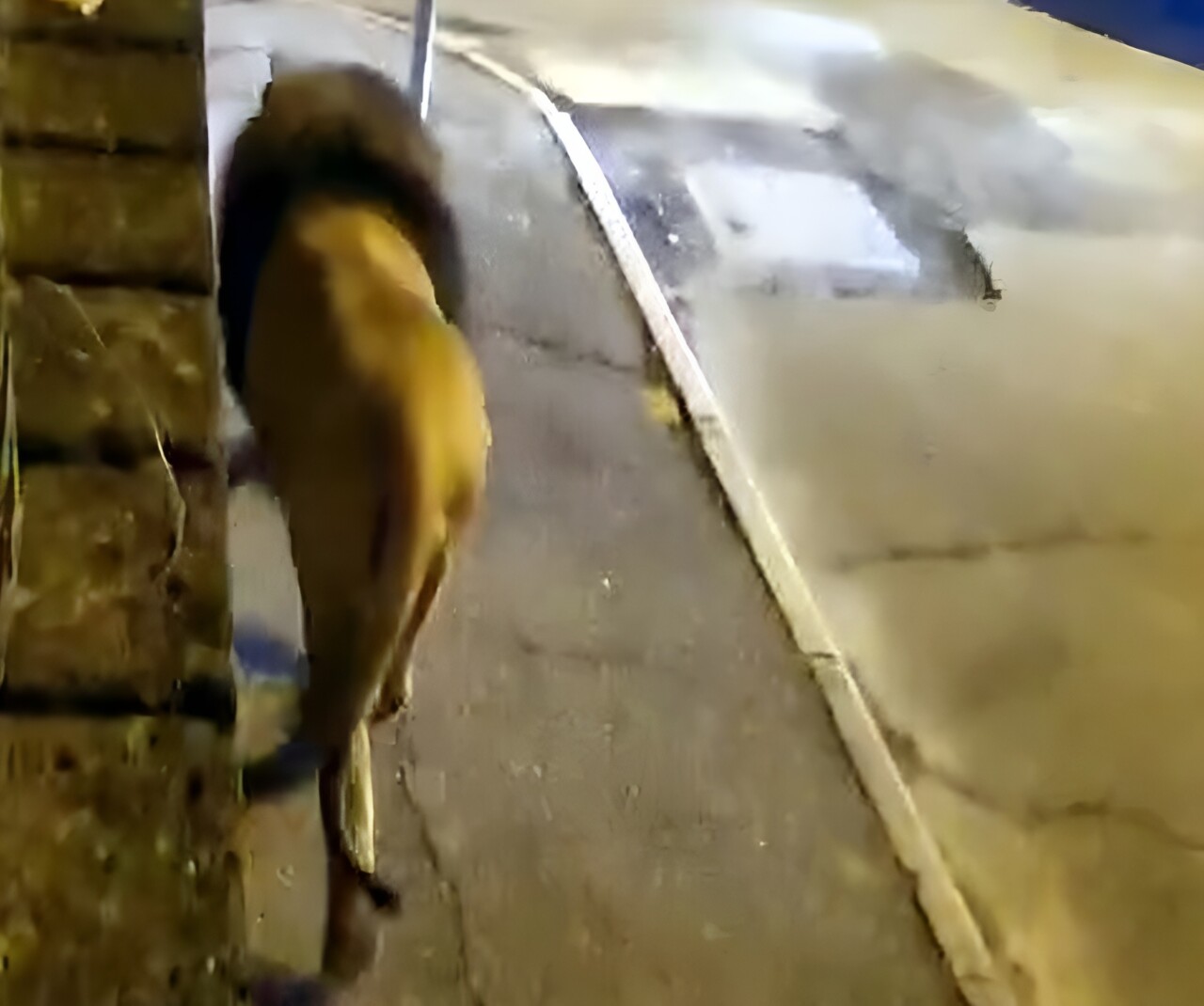 Leone in Fuga dal circo: terrore tra la gente a Ladispoli