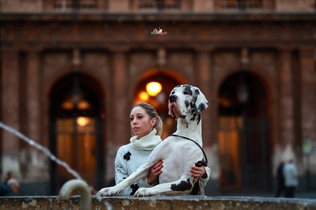 Queen del Castello delle Rocche, alano vincitrice top dog SIA 2023