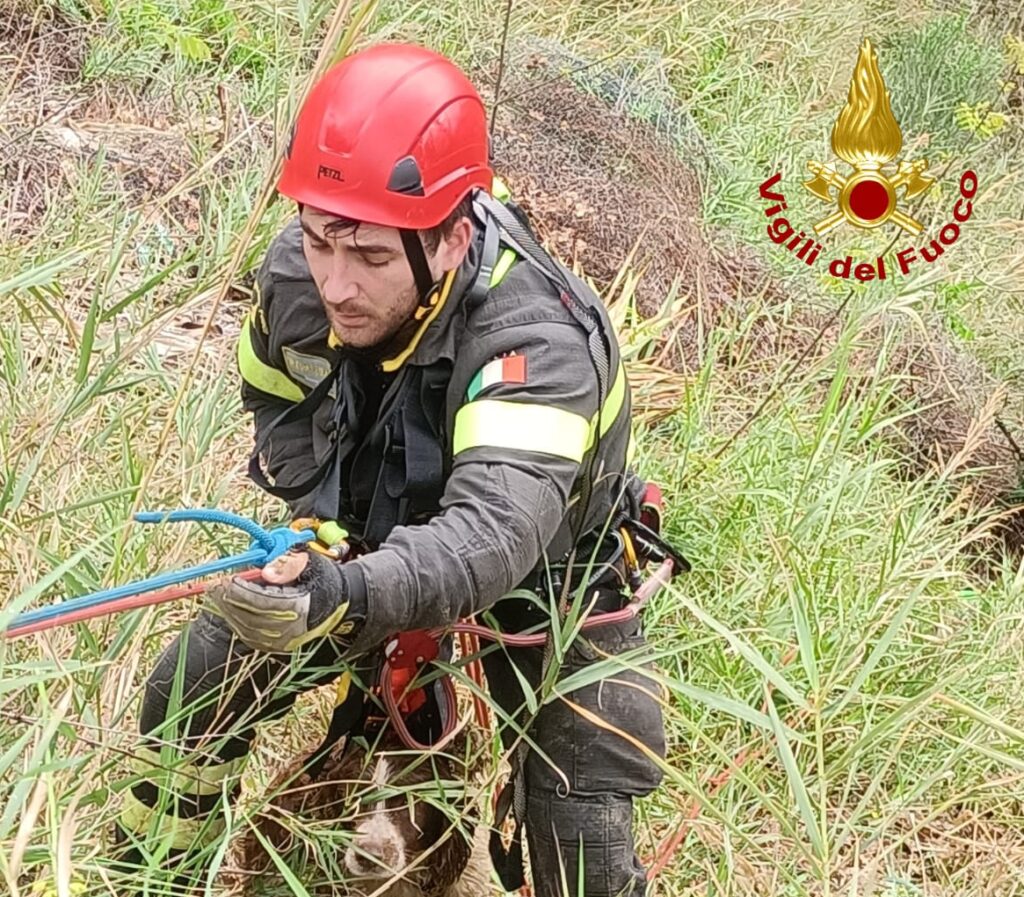 Cane salvato in un calanco a San Vito